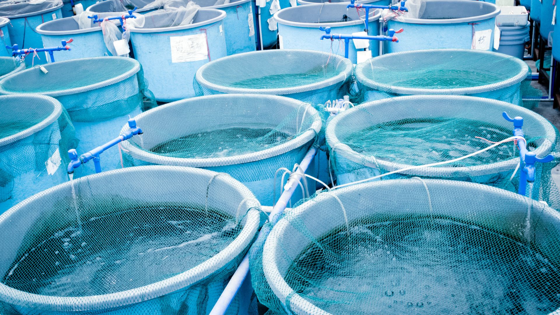 Purificare l'acqua con luce: lo studio italiano per un'acquacoltura green
