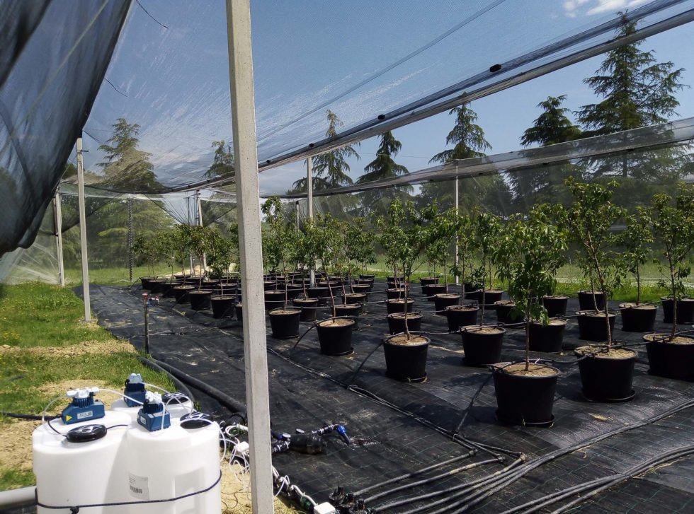 Acque reflue depurate per irrigare i campi: una soluzione sostenibile